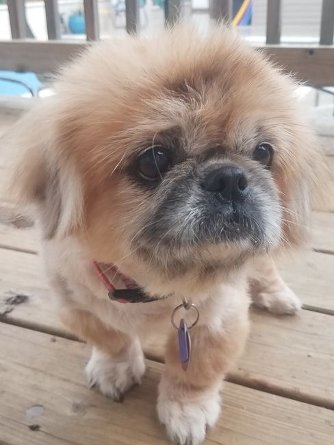 New Tales… or is it Tails? Part II – Pekingese Patrol